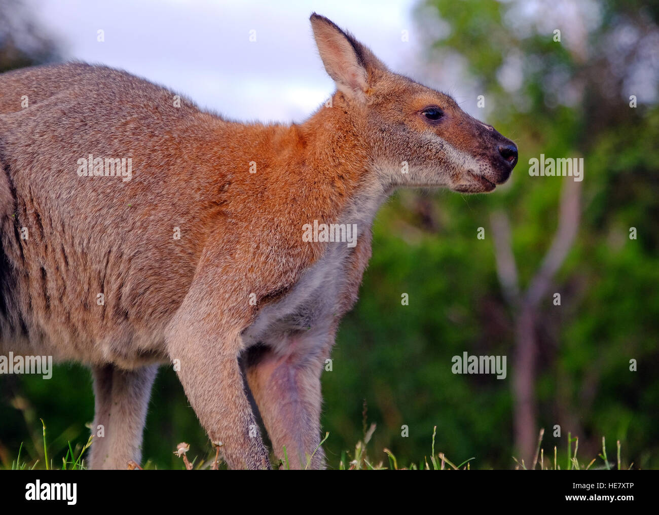 Kangaroo australia victoria hi-res stock photography and images - Alamy