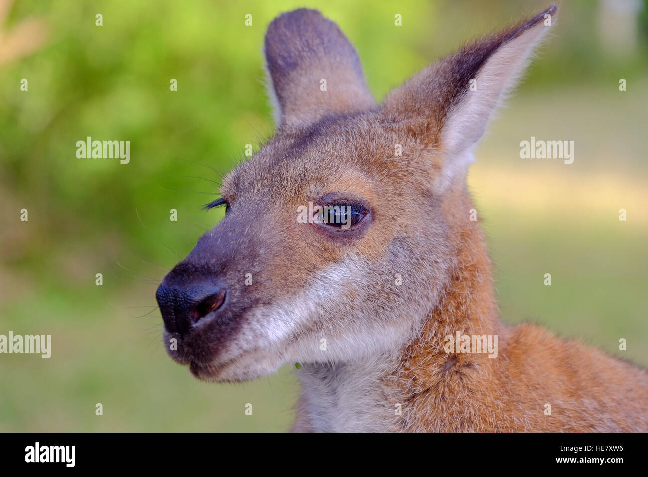 Kangaroo australia victoria hi-res stock photography and images - Alamy
