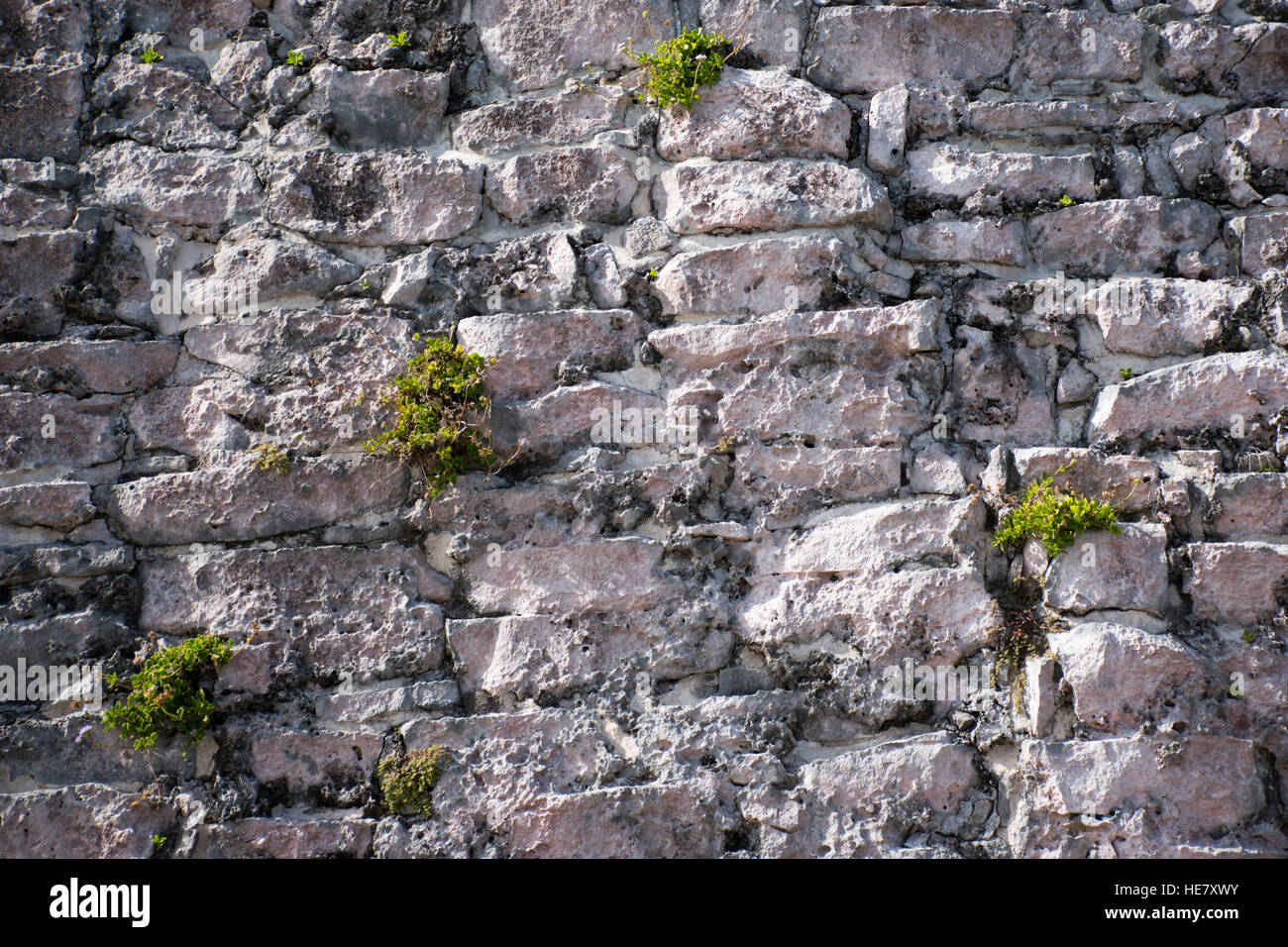 Moss temple hi-res stock photography and images - Alamy