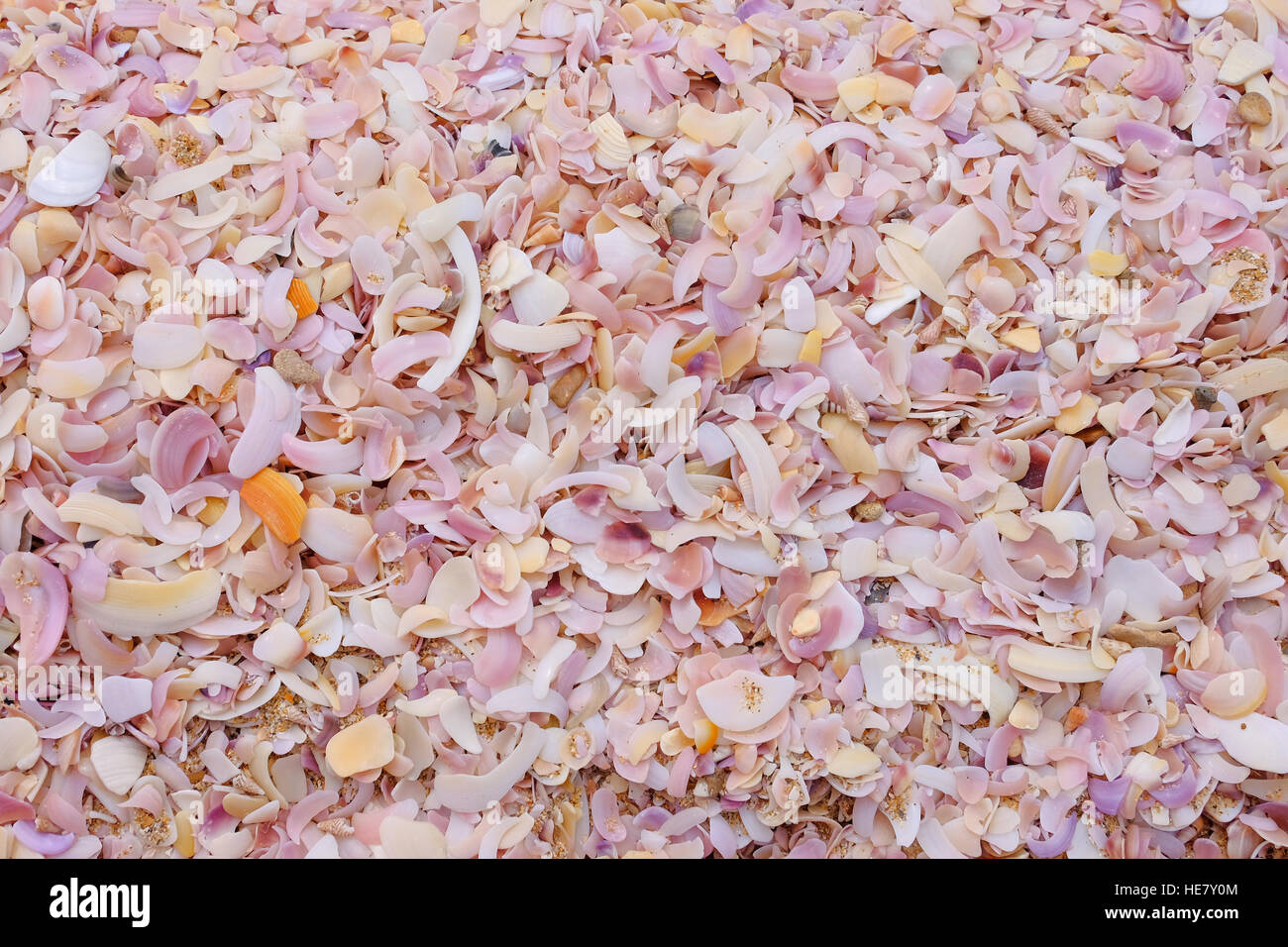 Shells and shell fragments on an Australian beach Stock Photo - Alamy