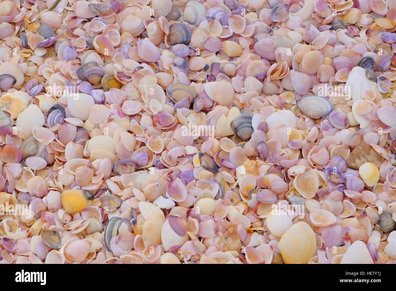 Shells and shell fragments on an Australian beach Stock Photo - Alamy