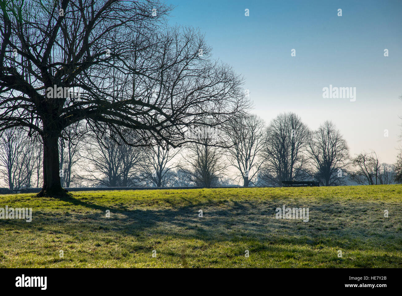 Bare trees in winter landscape Stock Photo - Alamy