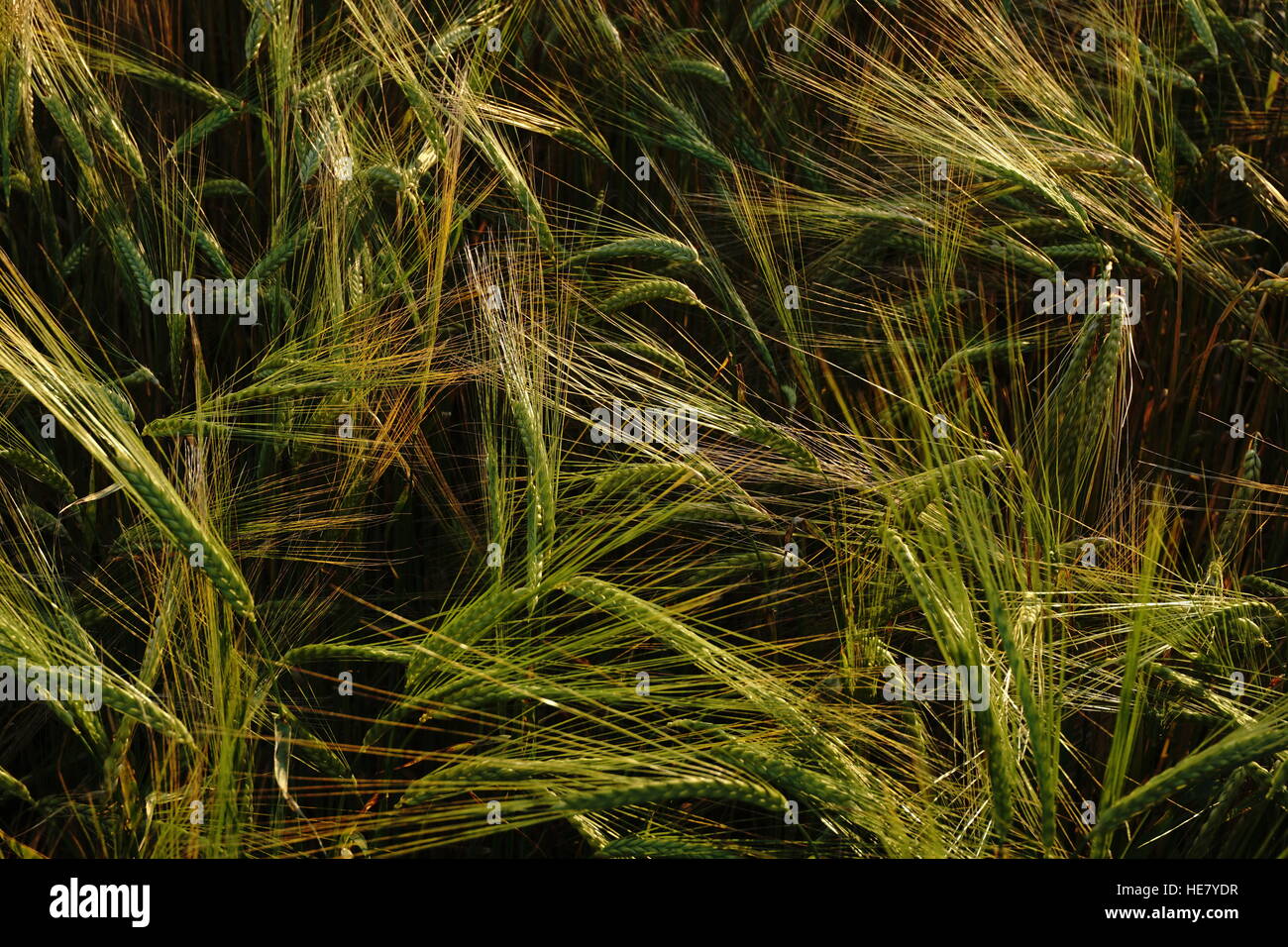 Corn wheat hi-res stock photography and images - Alamy