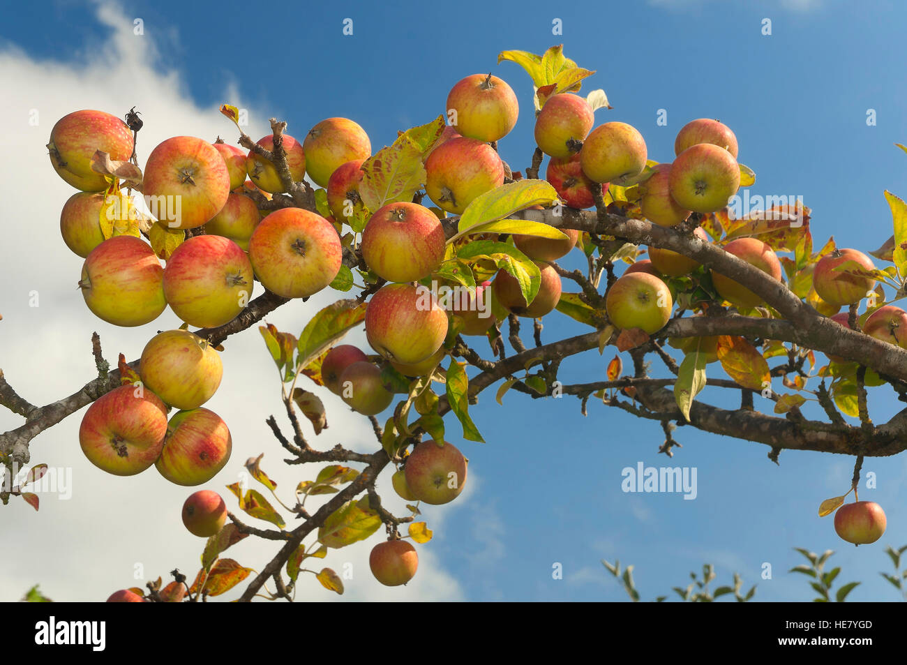 Fruits Plantations High Resolution Stock Photography and Images - Alamy