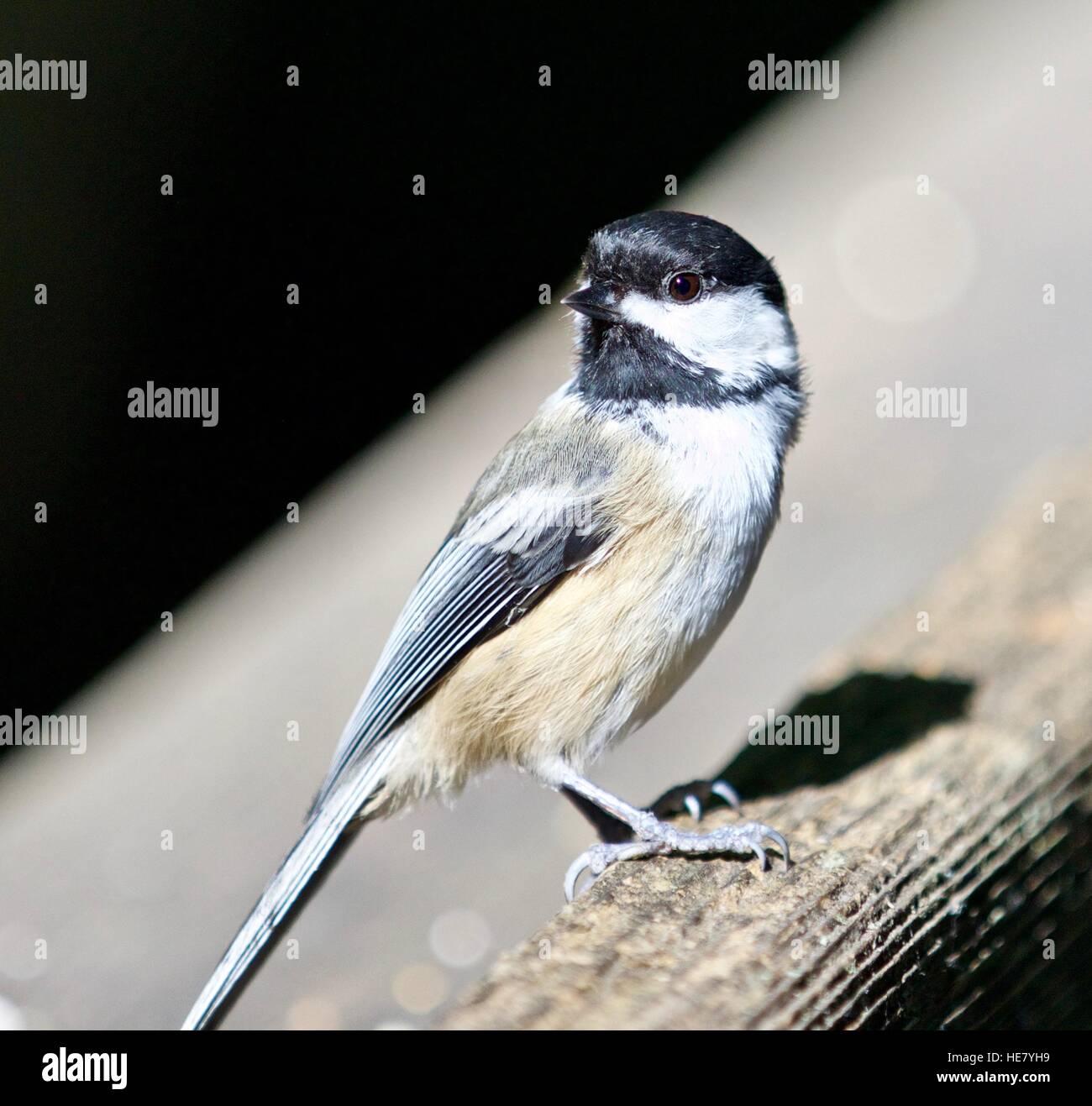 Beautiful isolated photo of a black-capped chickadee bird Stock Photo ...