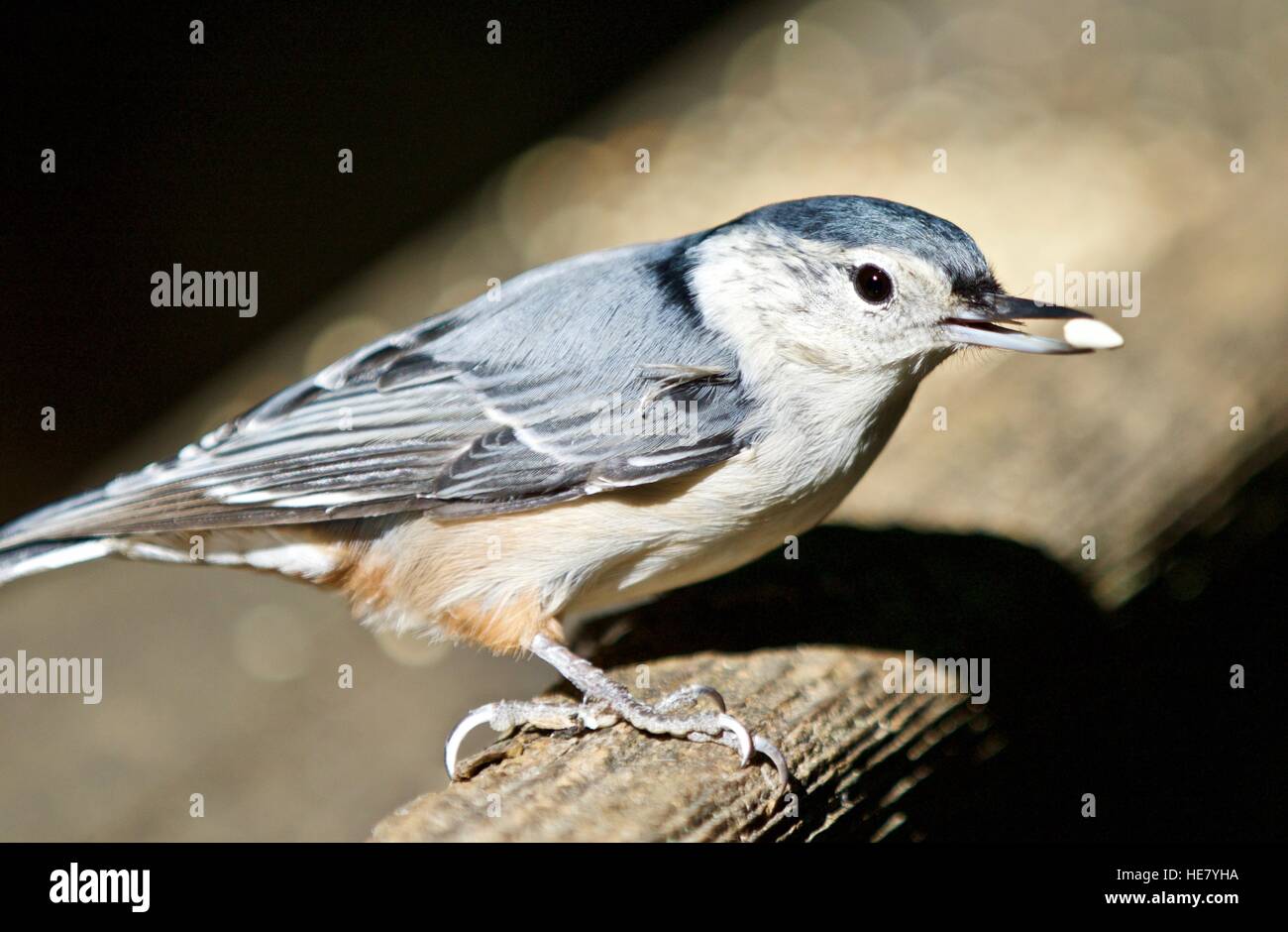 Beautiful isolated image with a white-breasted nuthatch bird Stock ...