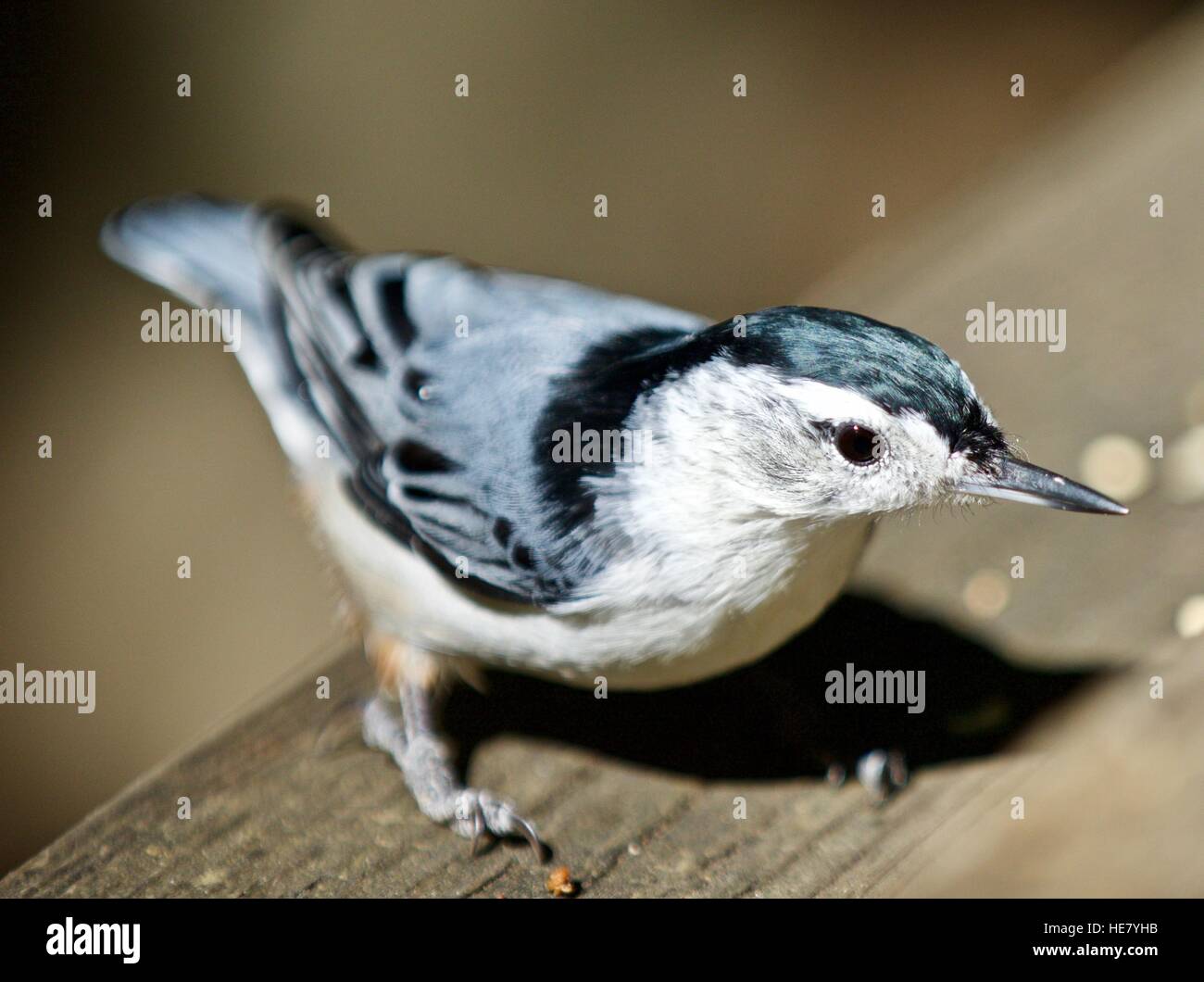 Bird isolated tail hi-res stock photography and images - Alamy