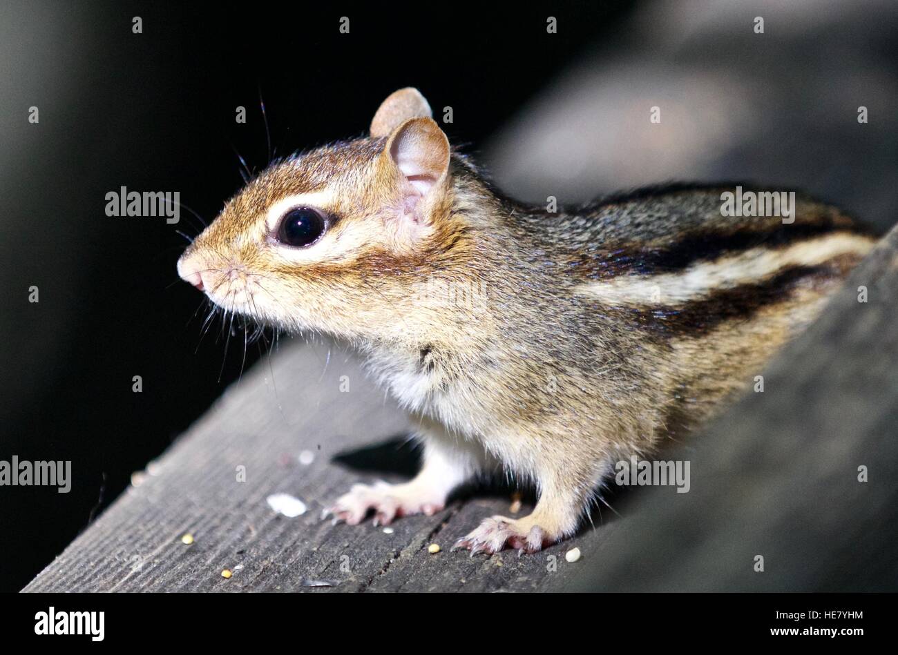 Beautiful isolated photo of a funny cute chipmunk Stock Photo - Alamy