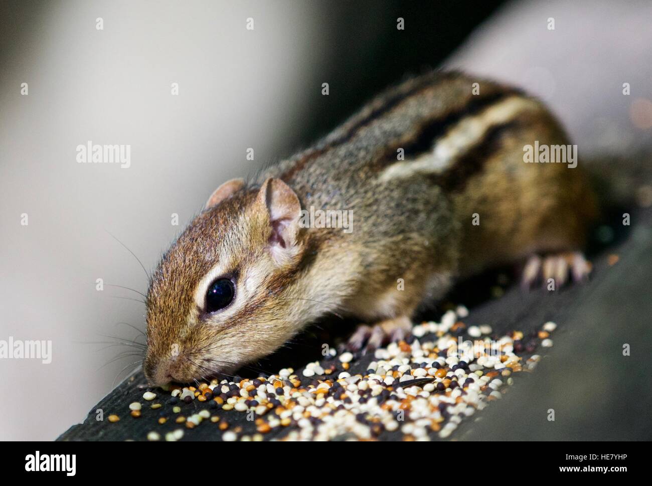 Beautiful isolated photo of a funny cute chipmunk Stock Photo - Alamy