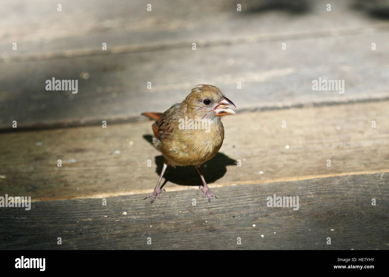 Short stocky bird hi-res stock photography and images - Alamy