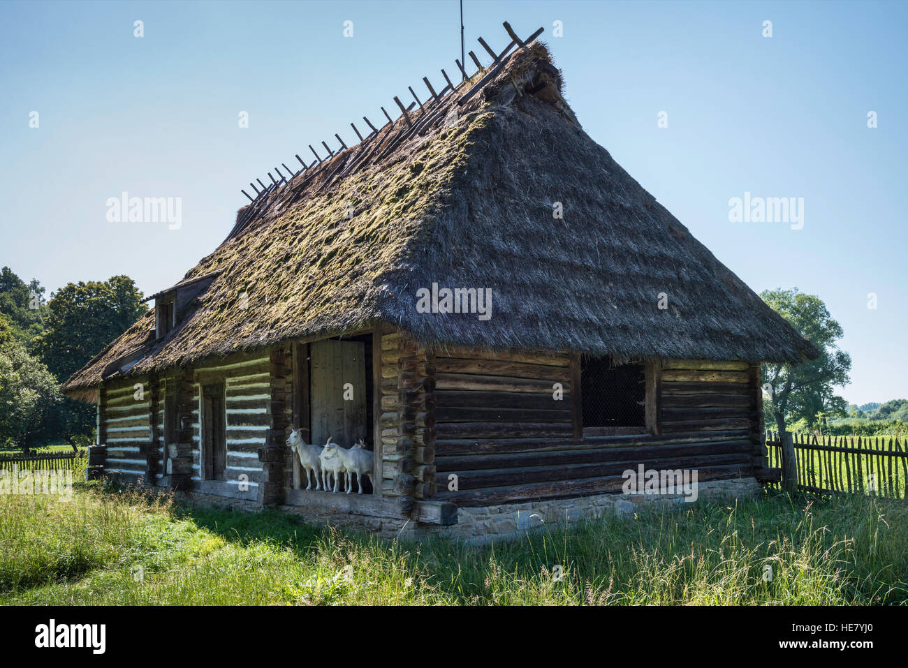 Live goats at barn from Raczkowa, Pogorzanie (Polish Uplanders) ethnic ...