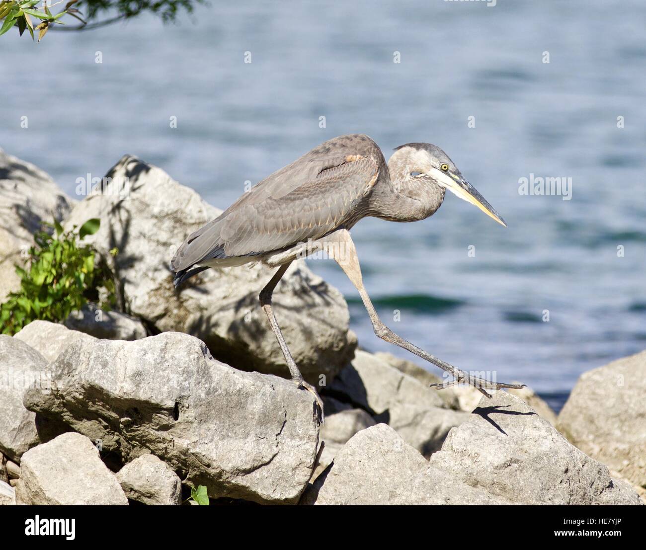 Bird red heron hi-res stock photography and images - Alamy