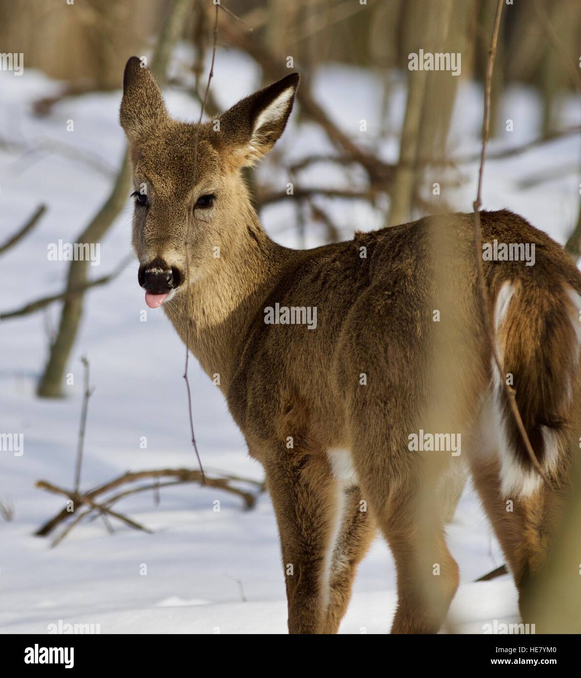 Beautiful isolated photo of wild deer in the forest Stock Photo - Alamy
