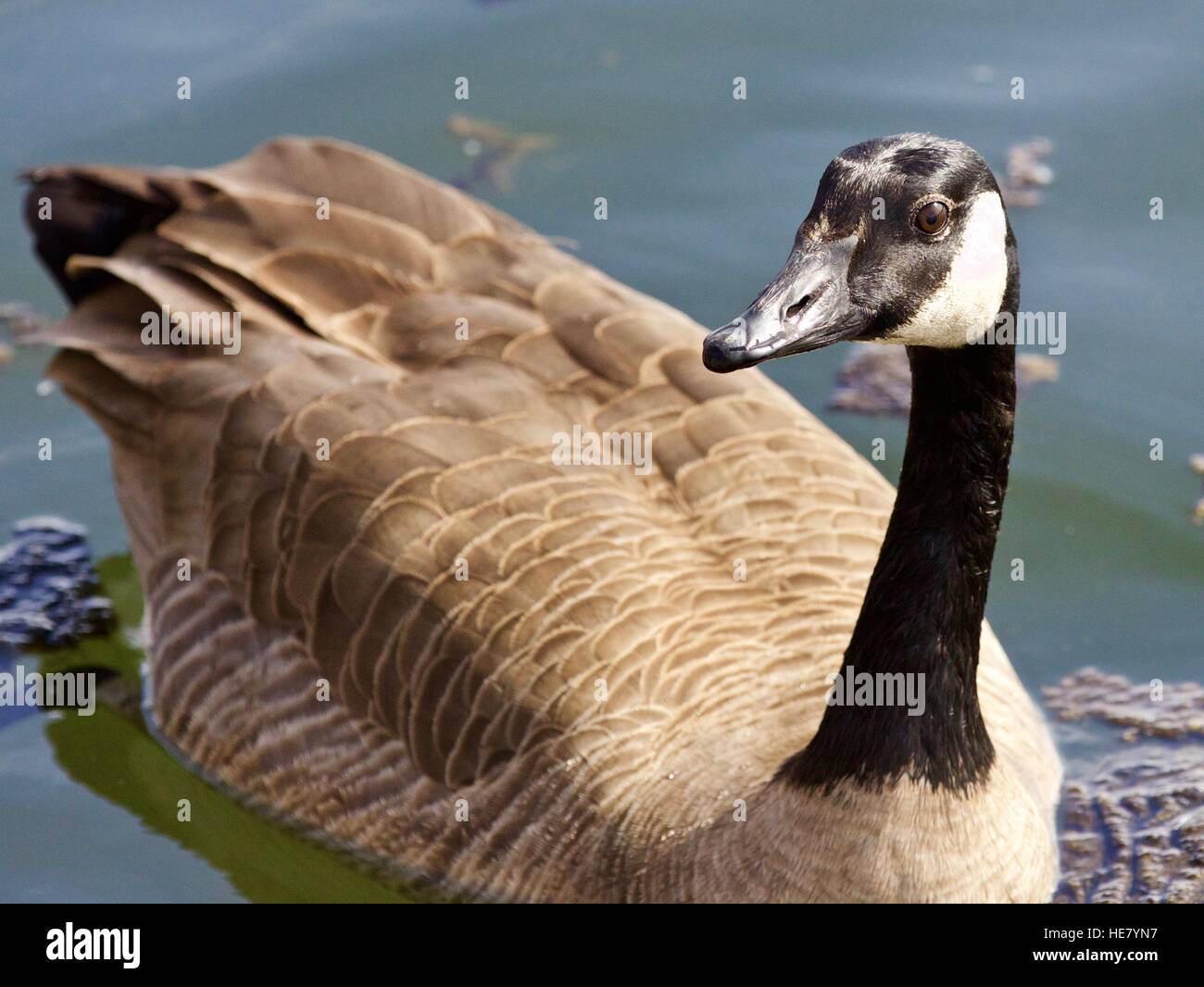 Beautiful isolated photo of a wild Canada goose Stock Photo - Alamy