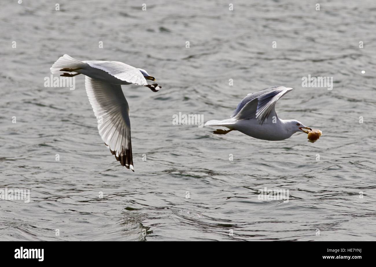 Beautiful photo of two gulls on the lake Stock Photo - Alamy