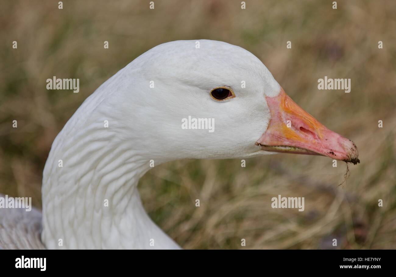 Beautiful isolated photo of a wild snow goose Stock Photo - Alamy
