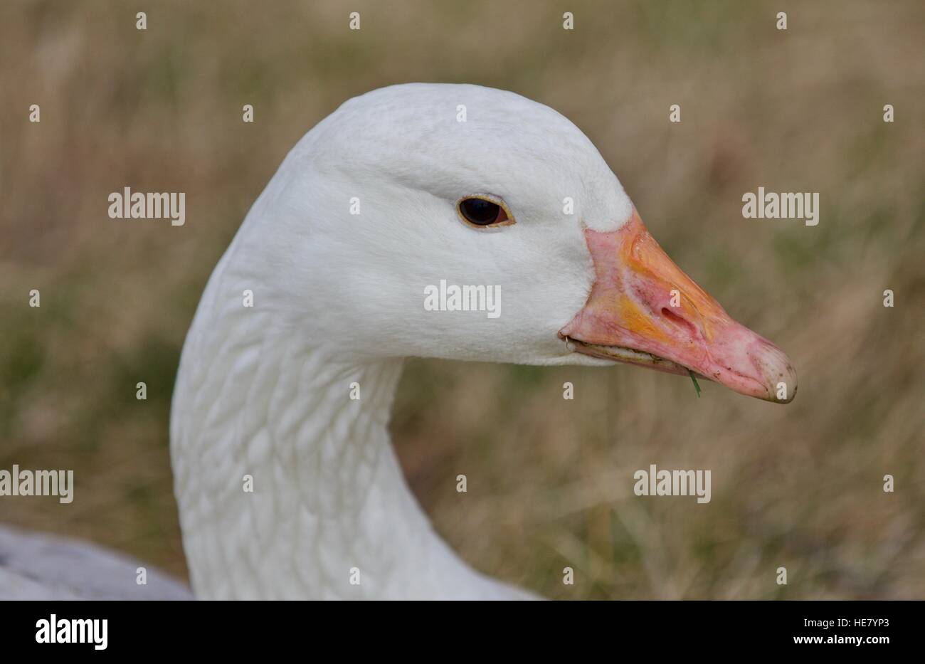 Beautiful isolated photo of a wild snow goose Stock Photo - Alamy