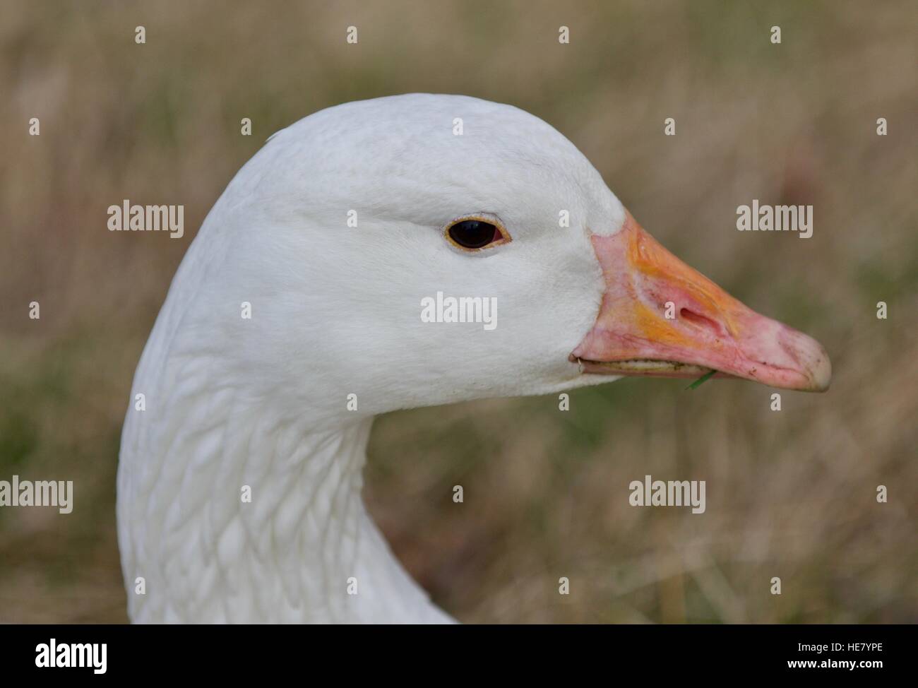 Beautiful isolated photo of a wild snow goose Stock Photo - Alamy