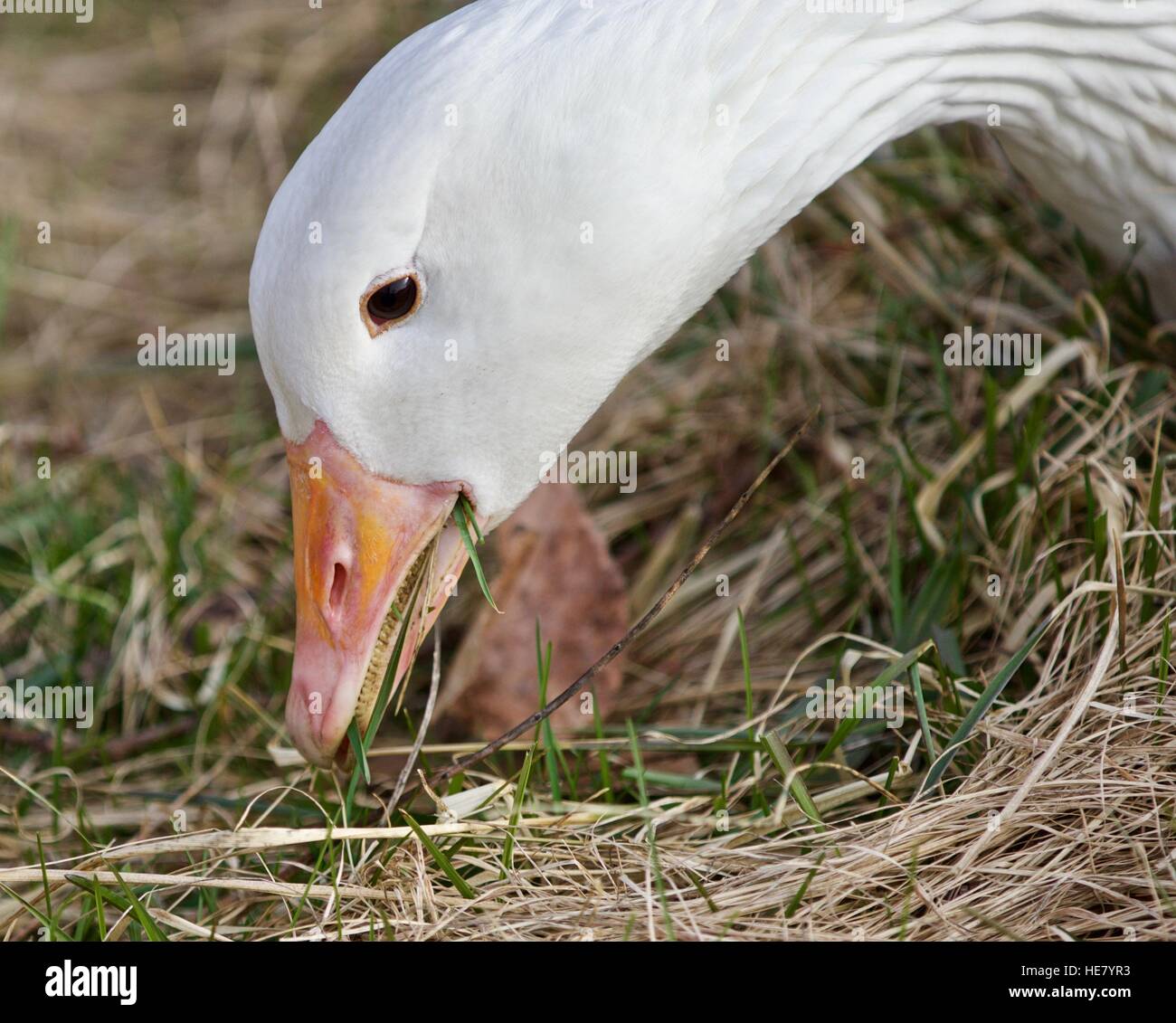 Beautiful isolated photo of a wild snow goose Stock Photo - Alamy