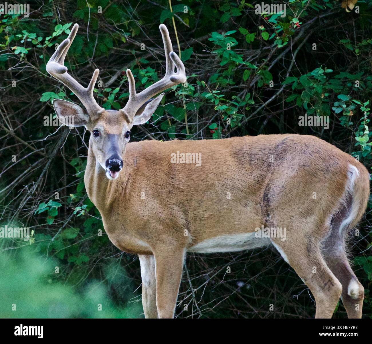 Beautiful isolated photo of a wild male deer with the horns Stock Photo ...
