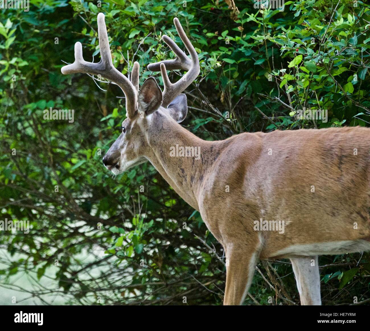 Beautiful isolated photo of a wild male deer with the horns Stock Photo ...