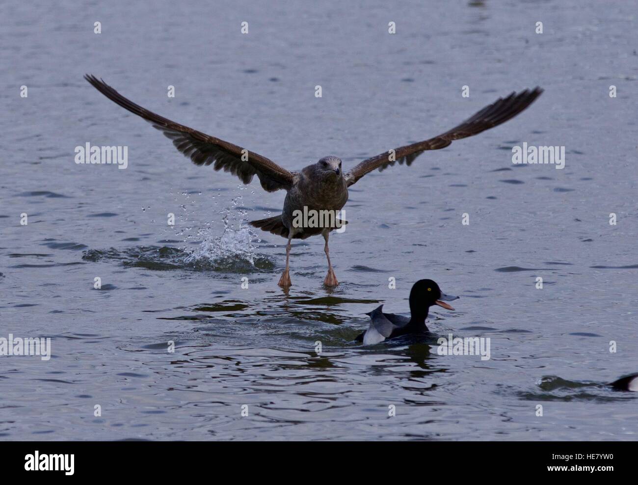 Duck attack hi-res stock photography and images - Alamy