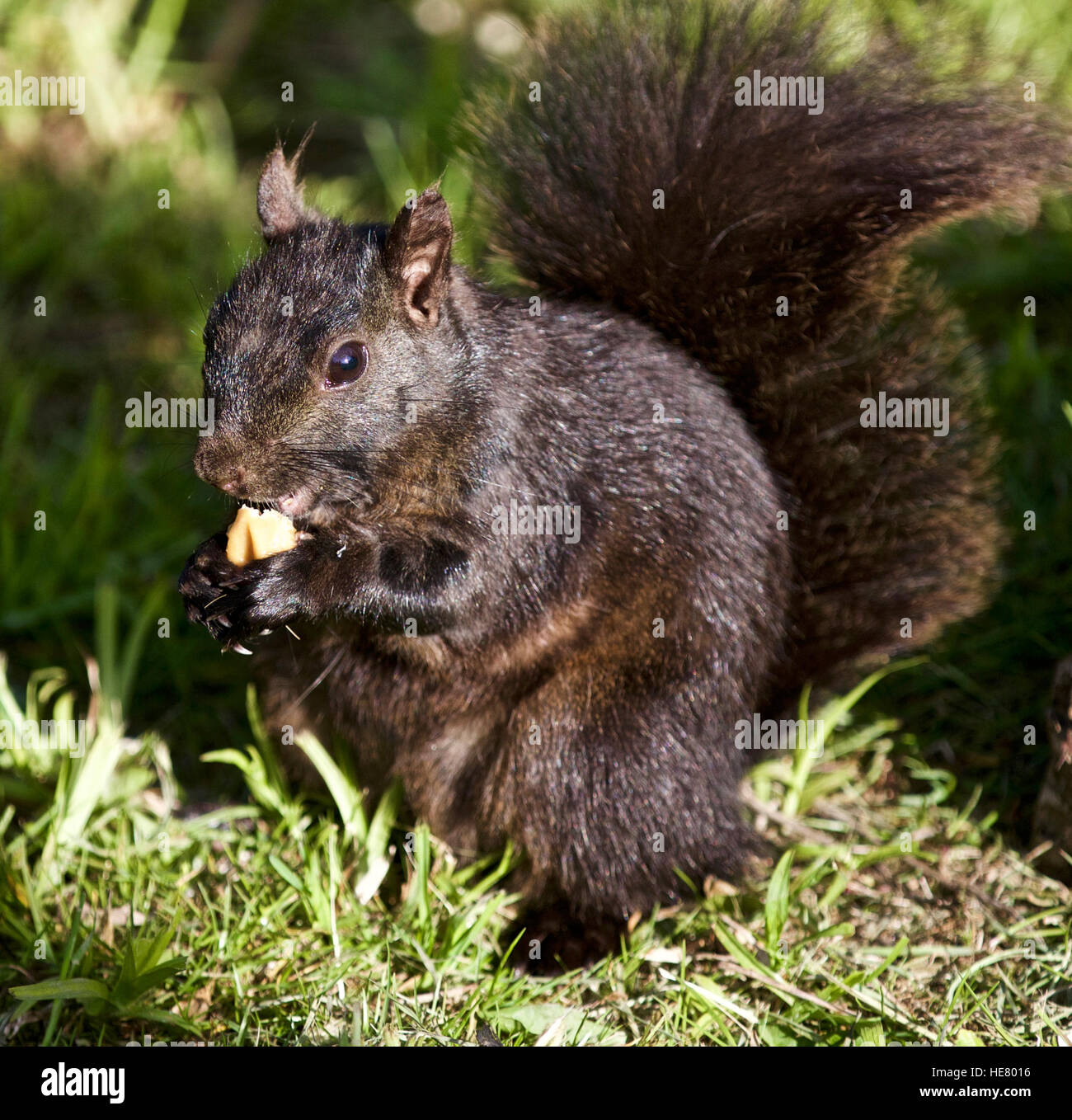 Black squirrel hi-res stock photography and images - Alamy
