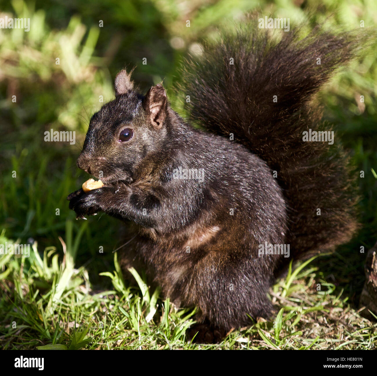 Beautiful isolated photo of a black squirrel Stock Photo - Alamy