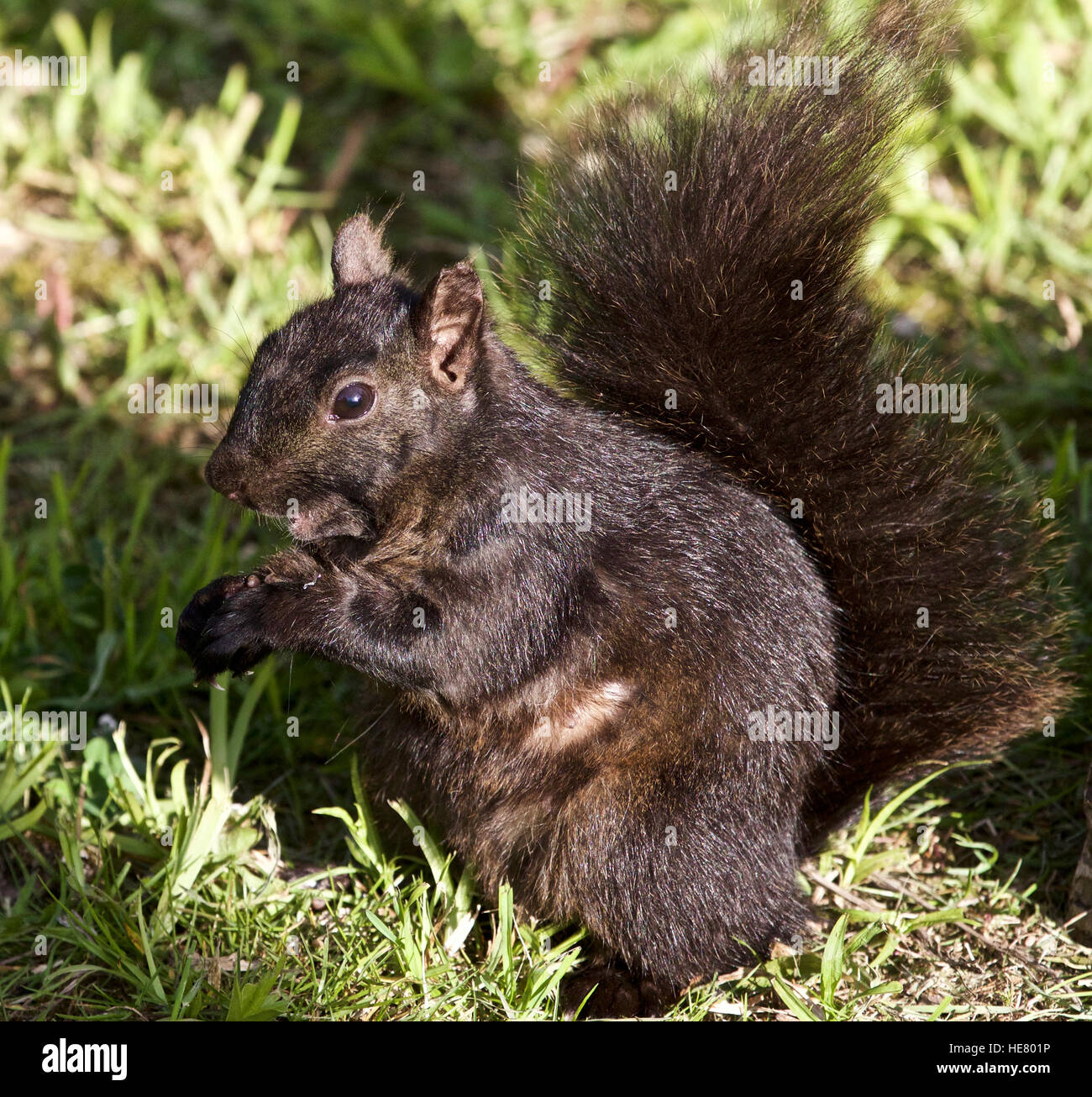 Beautiful isolated photo of a black squirrel Stock Photo - Alamy