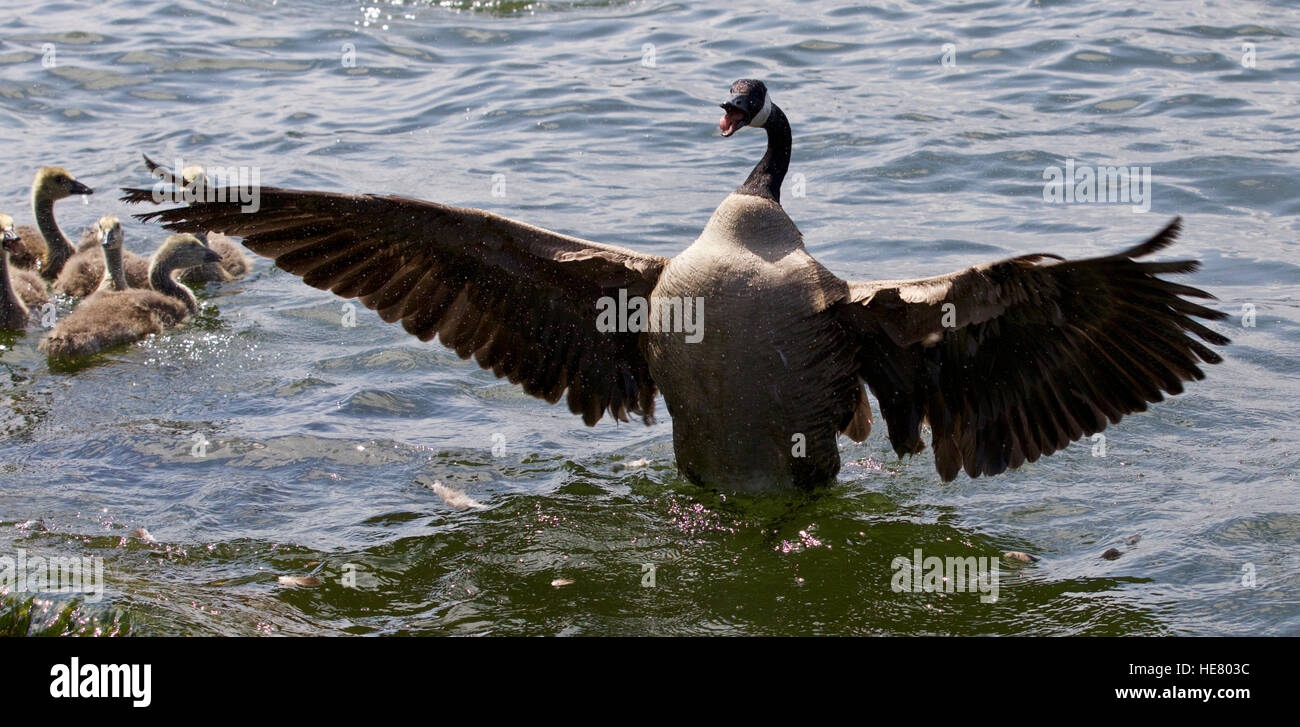 Beautiful isolated photo of a Canada goose Stock Photo - Alamy
