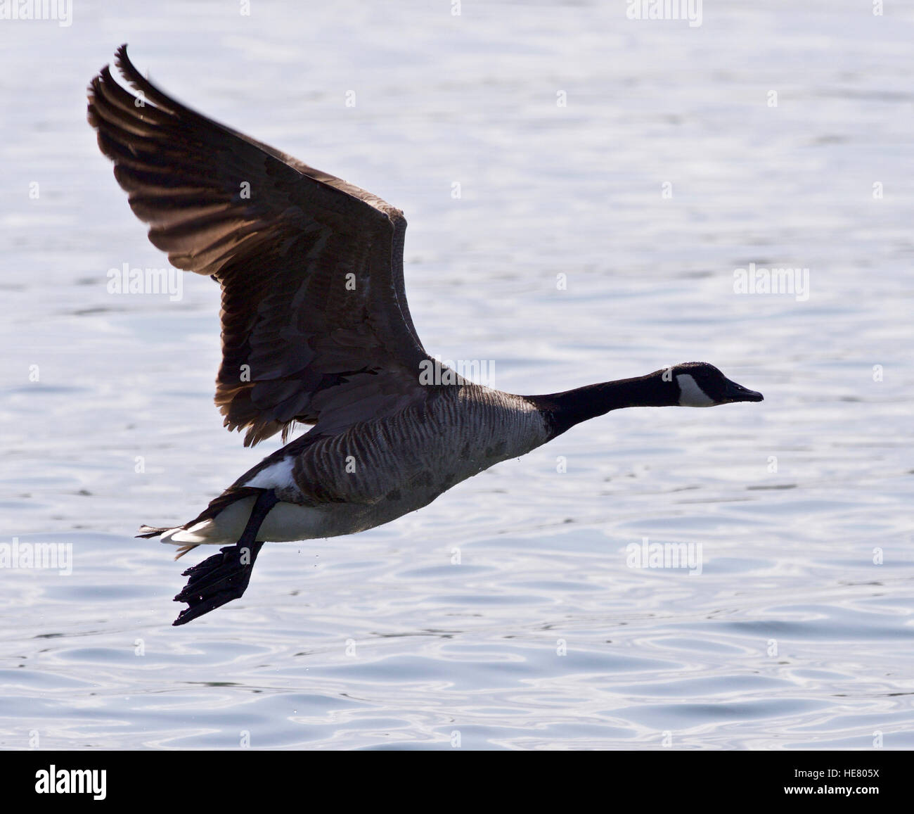 Beautiful isolated photo of a Canada goose taking off from the water ...