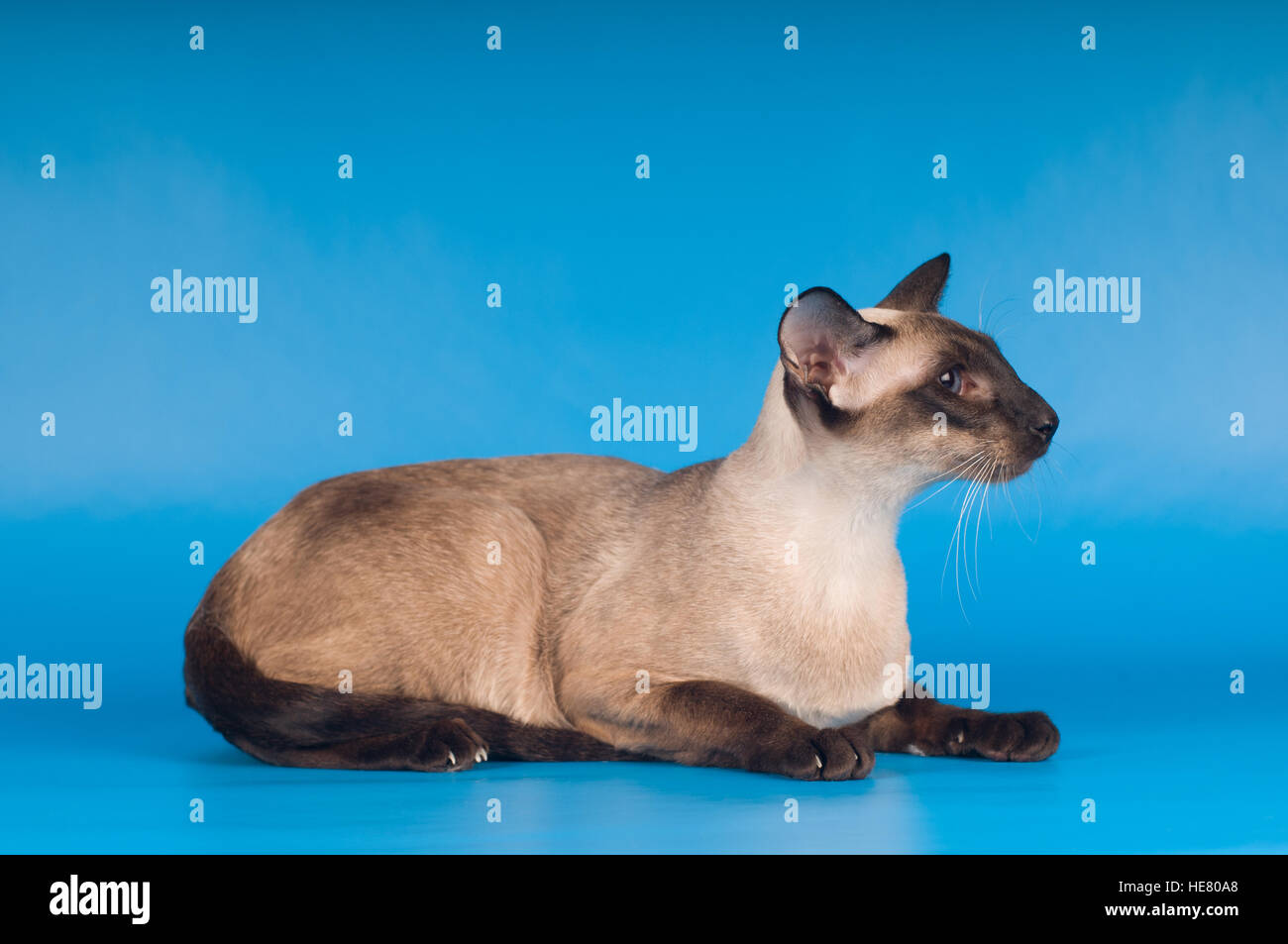 Siam cat on blue Stock Photo - Alamy