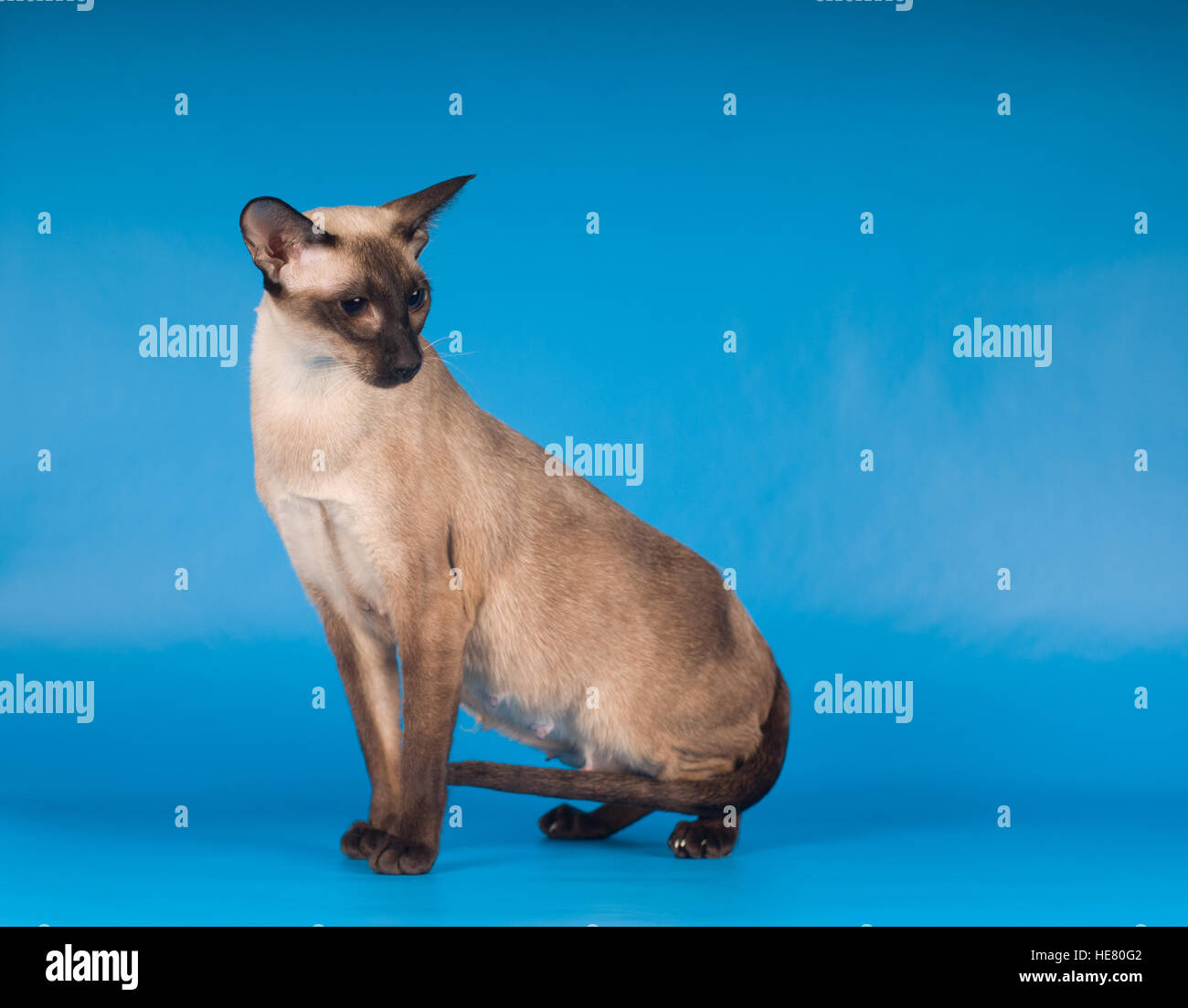 Siam cat on blue Stock Photo - Alamy