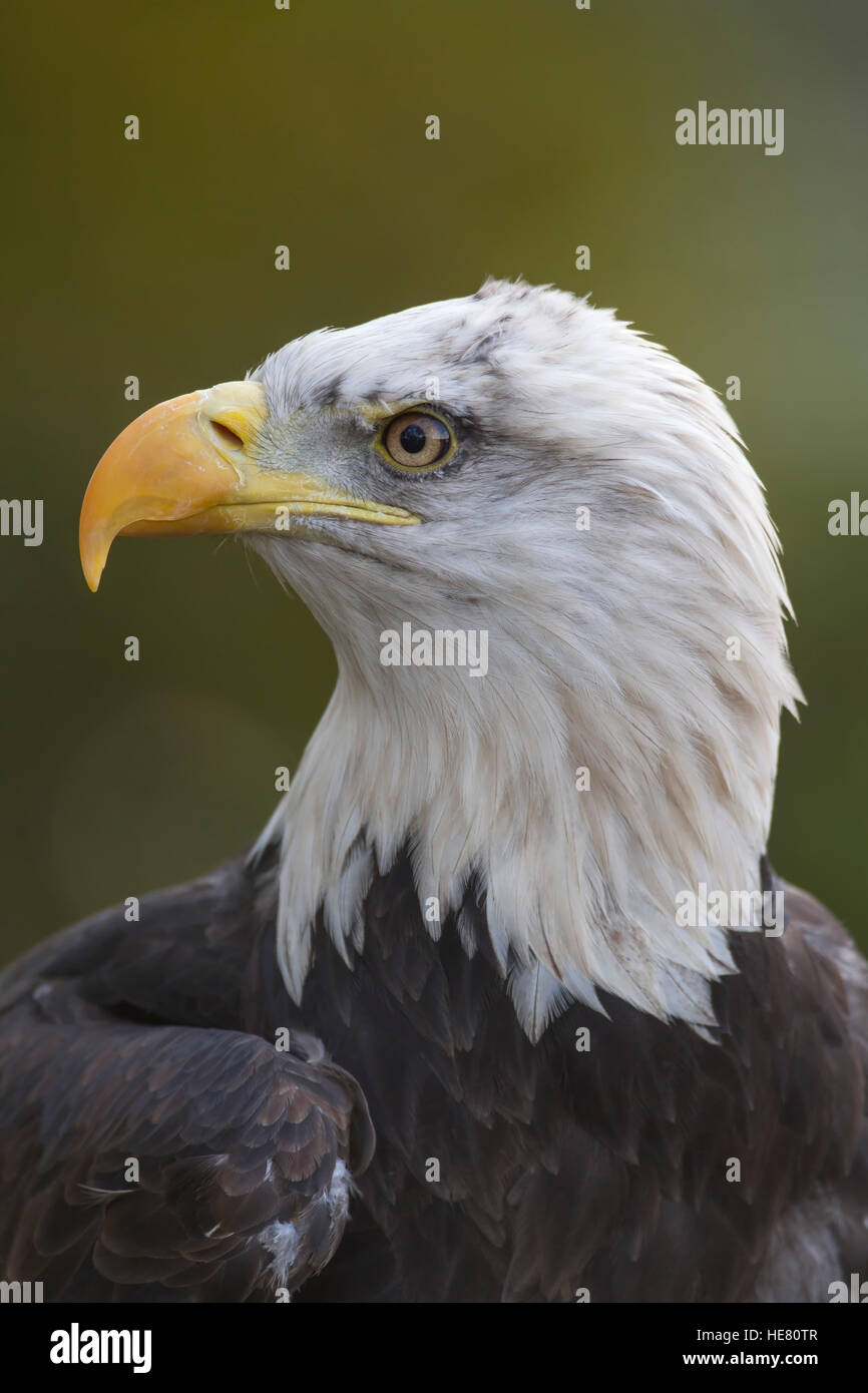 Bald eagle Haliaeetus leucocephalus head portrait Stock Photo - Alamy