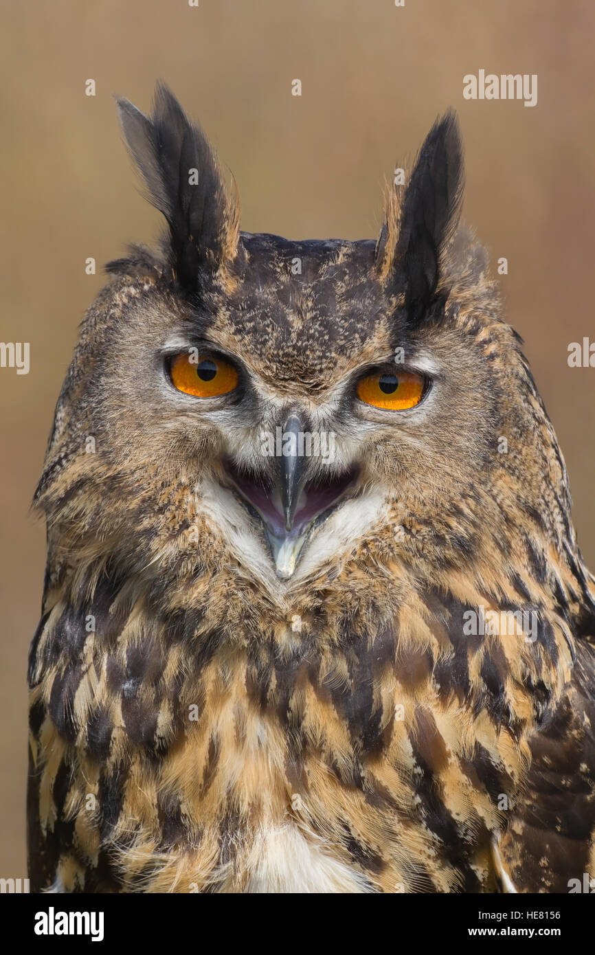 Owl with beak open hi-res stock photography and images - Alamy