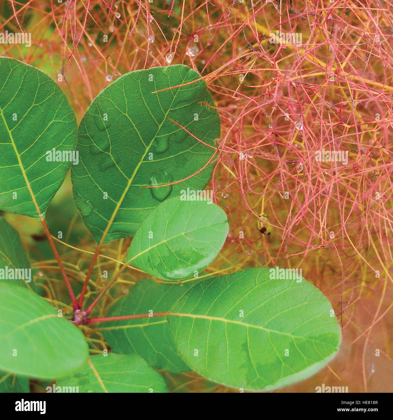 Smoke bush royal purple hi-res stock photography and images - Alamy