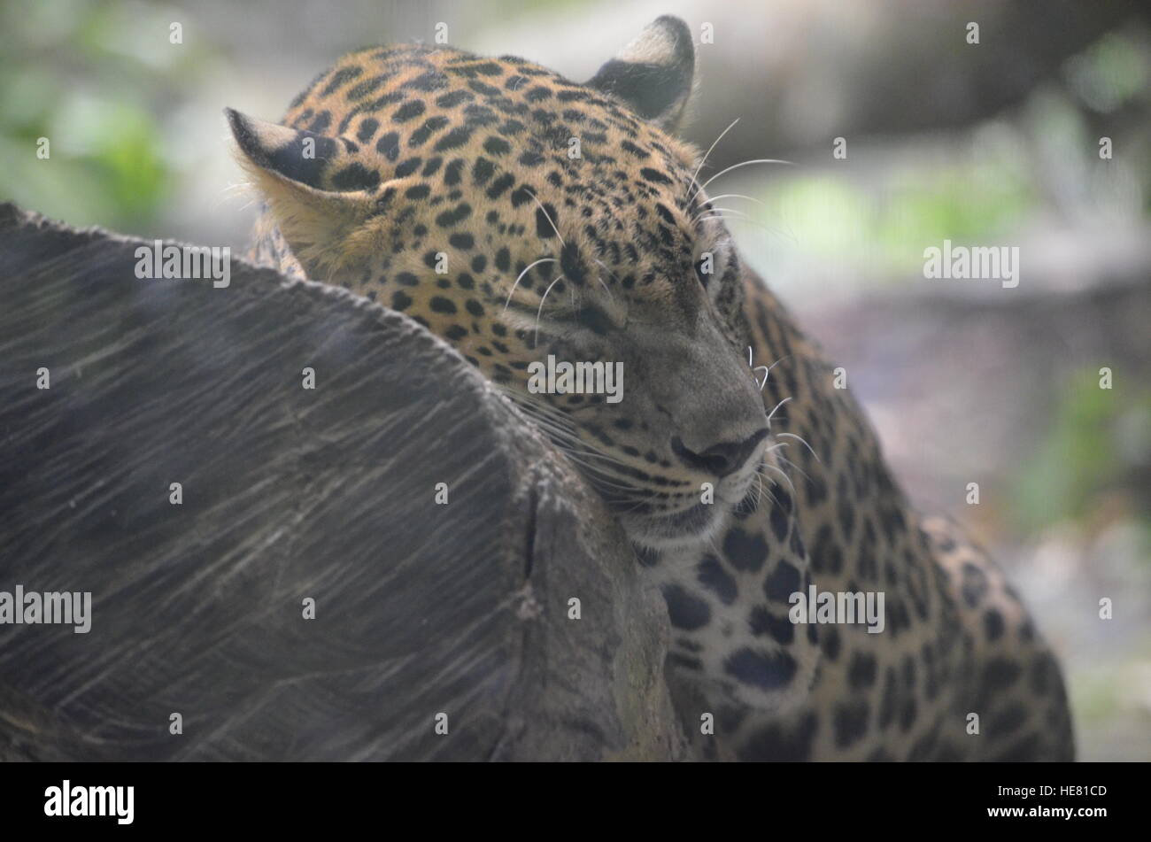 Leopard napping hi-res stock photography and images - Alamy