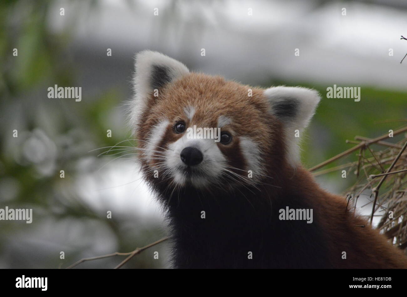 A cute little read panda Stock Photo - Alamy