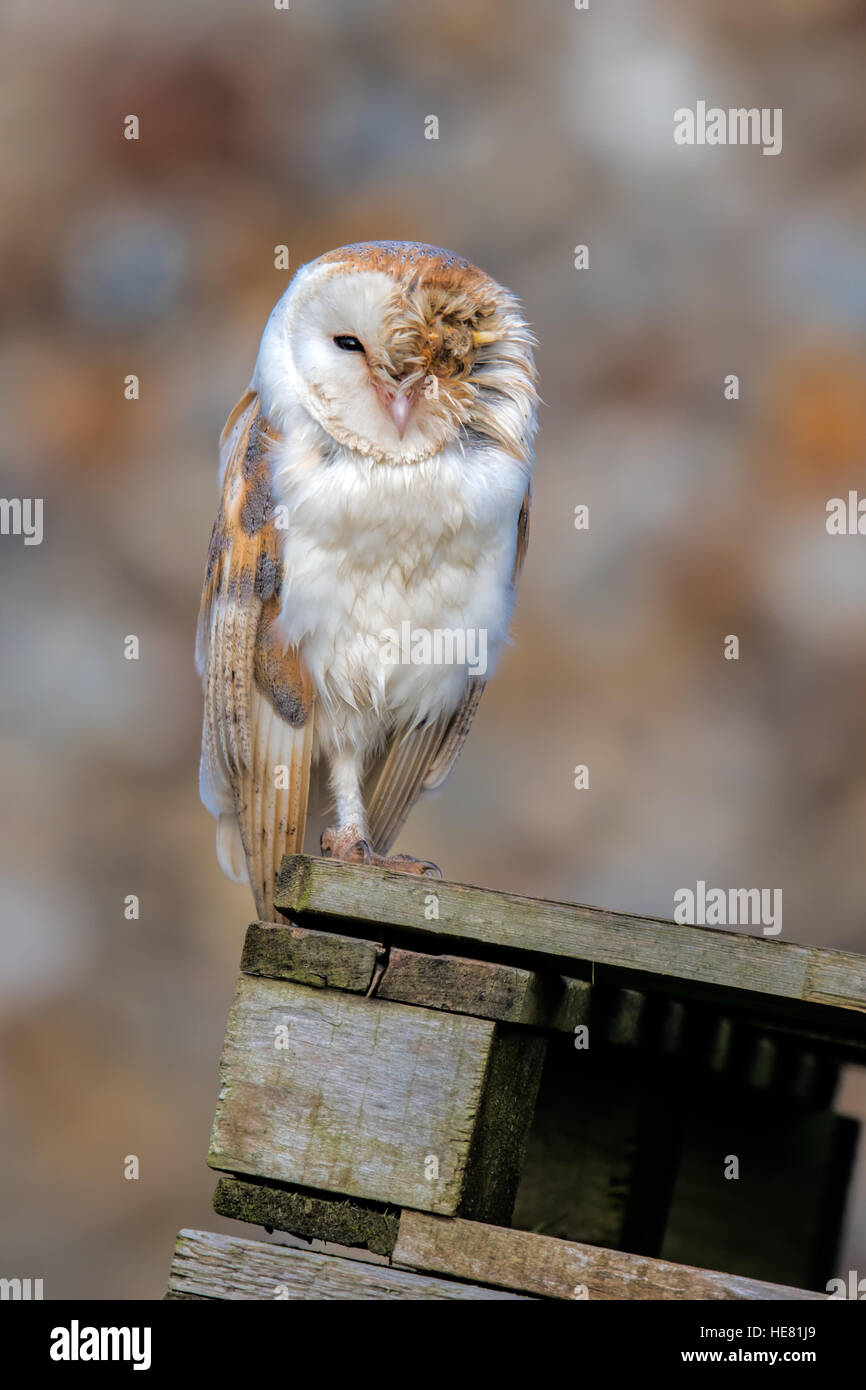 Injured barn owl hi-res stock photography and images - Alamy