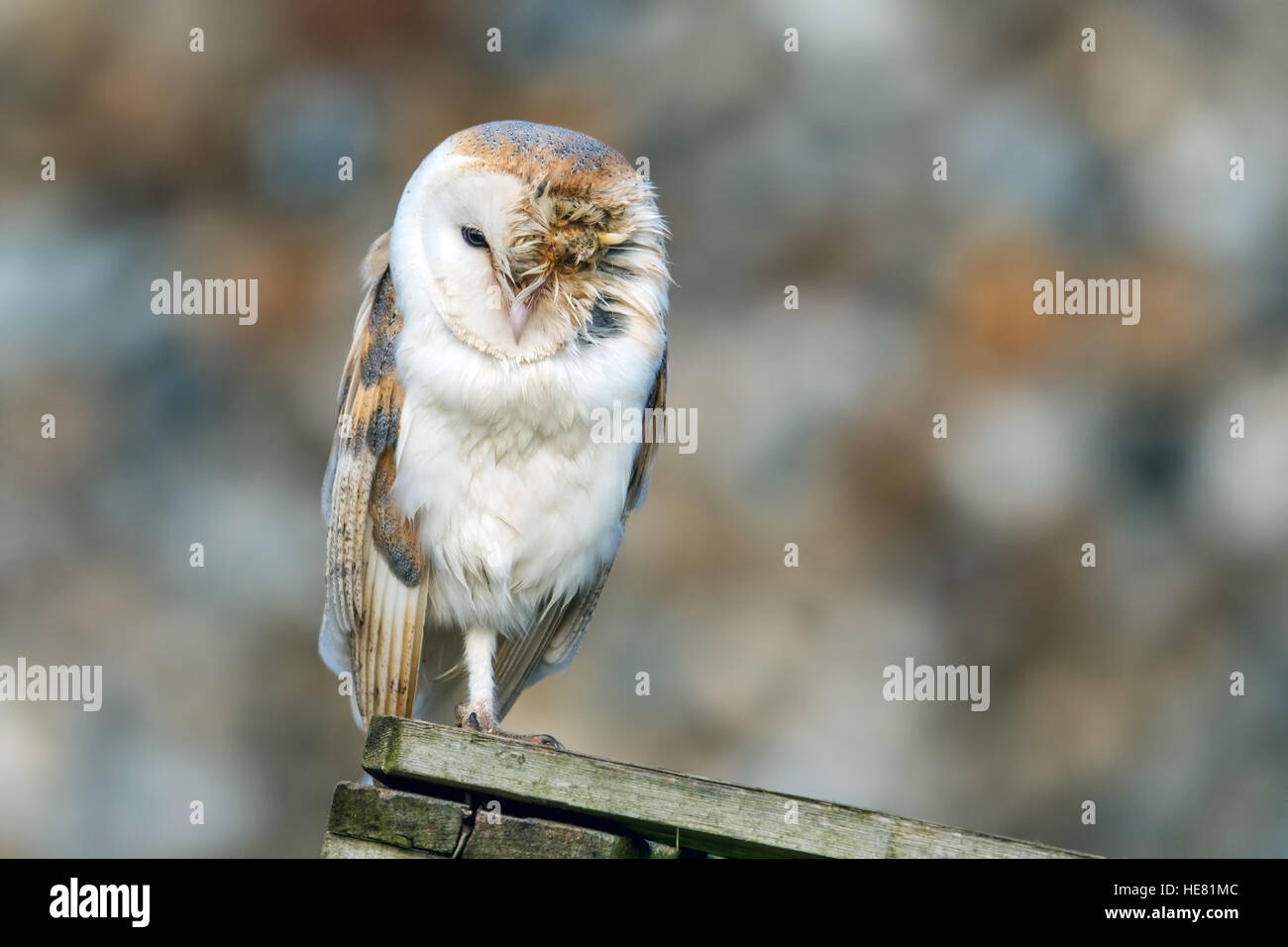 Barn owl(Tyto alba) with badly decomposing eye Stock Photo - Alamy