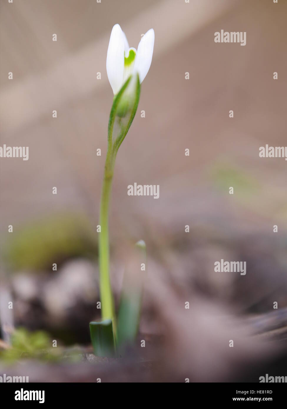 Snowdrop bed hi-res stock photography and images - Alamy