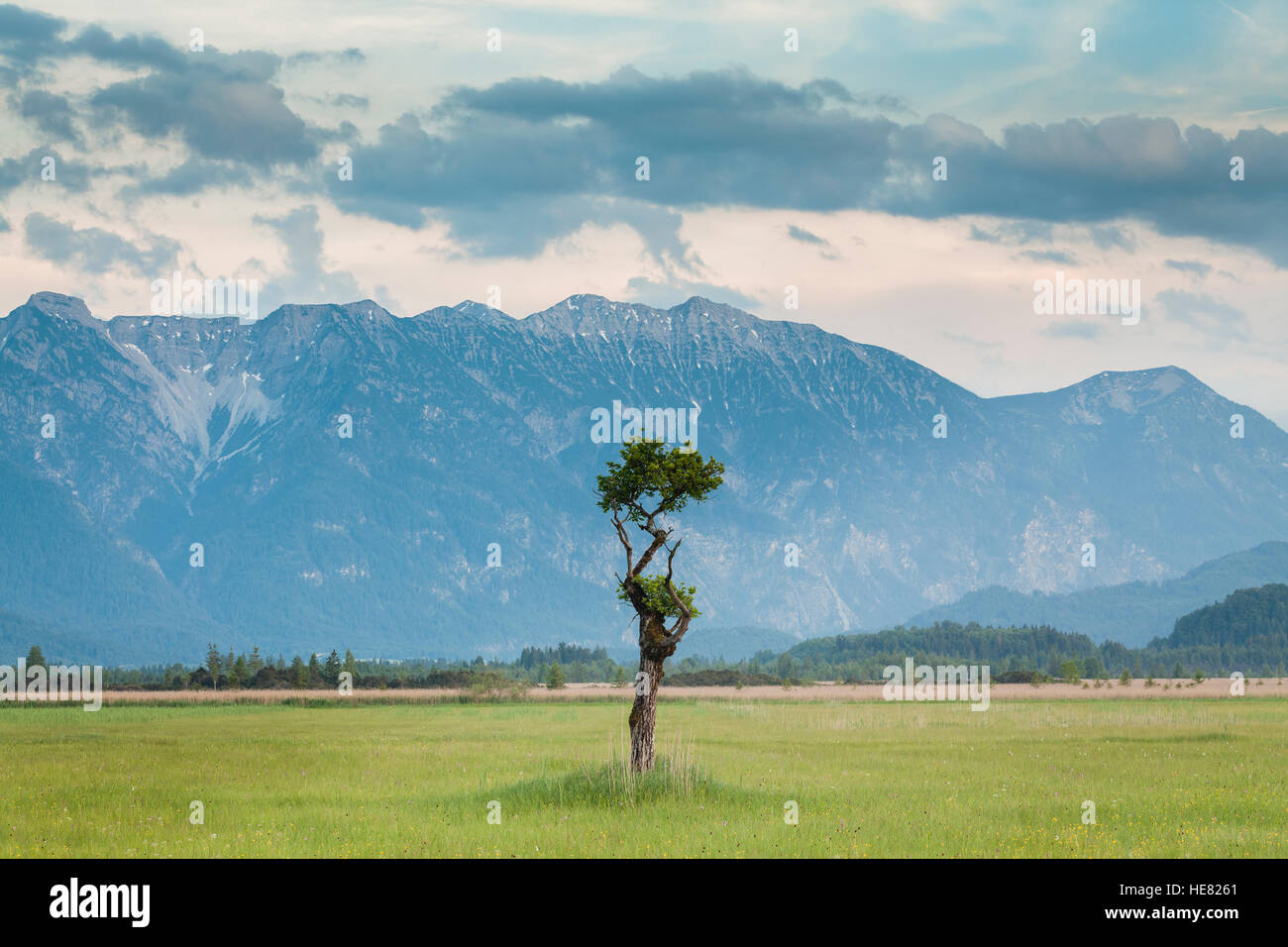 Single tree on Murnauer Moos marshland. Murnau am Staffelsee. Upper ...