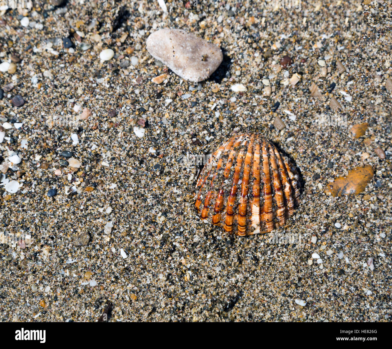 Sea shell on sand background Stock Photo - Alamy