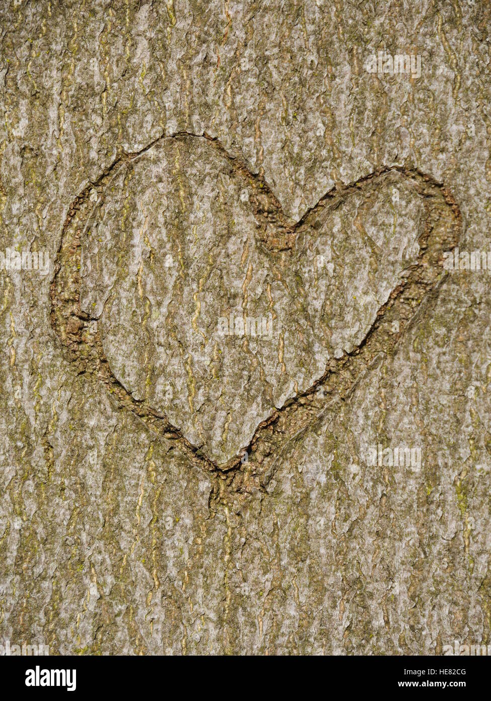 heart carved in tree trunk Stock Photo - Alamy