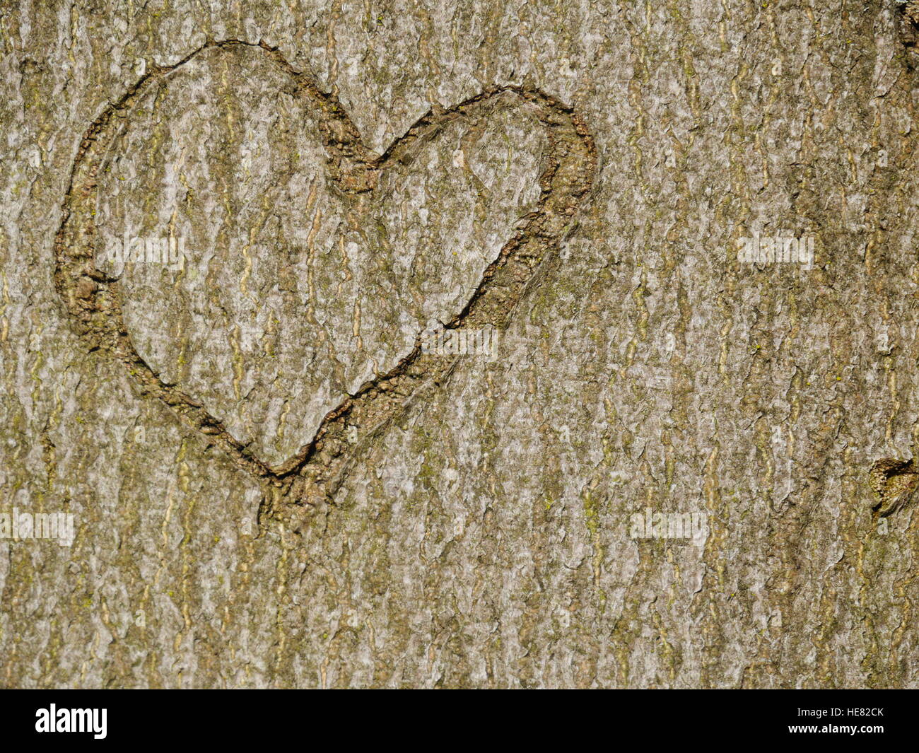 heart carved in tree trunk Stock Photo - Alamy