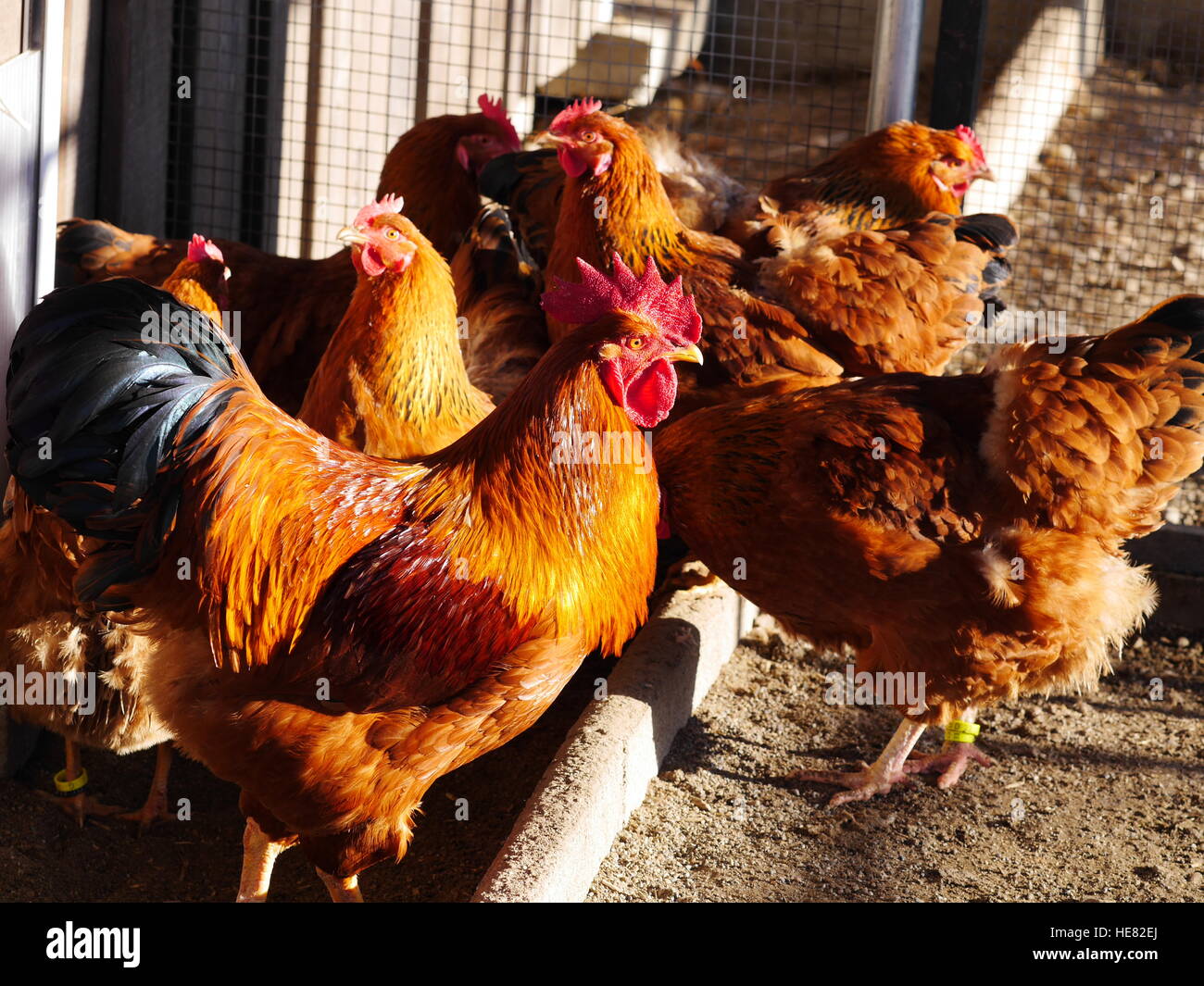 hen farm free range Stock Photo - Alamy
