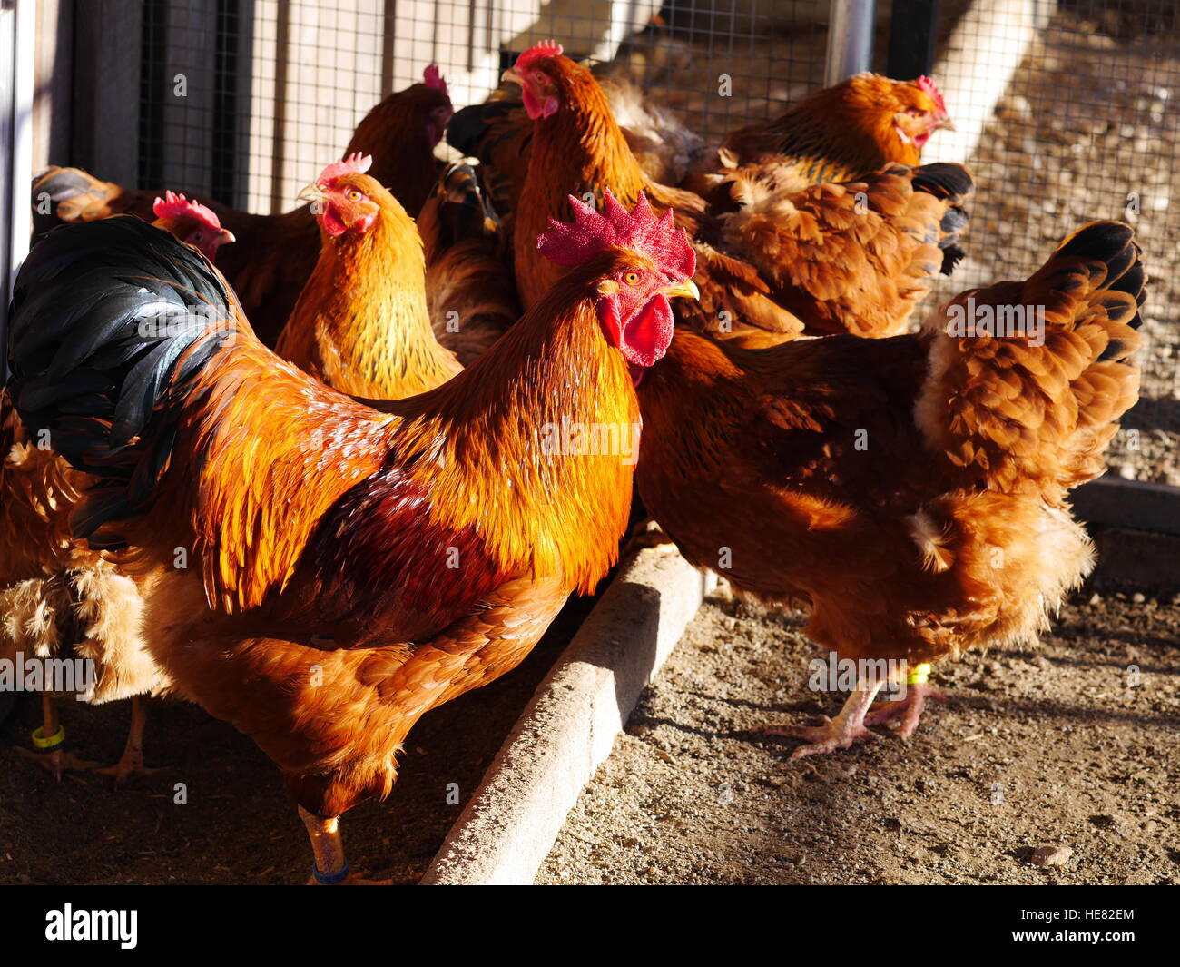 hen farm free range Stock Photo - Alamy