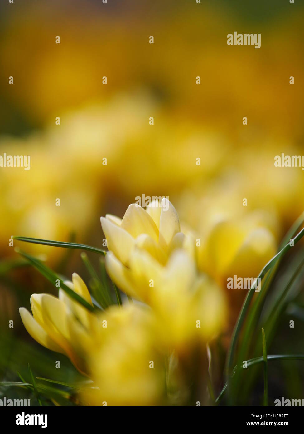 Coloured spring flower meadow hi-res stock photography and images - Alamy