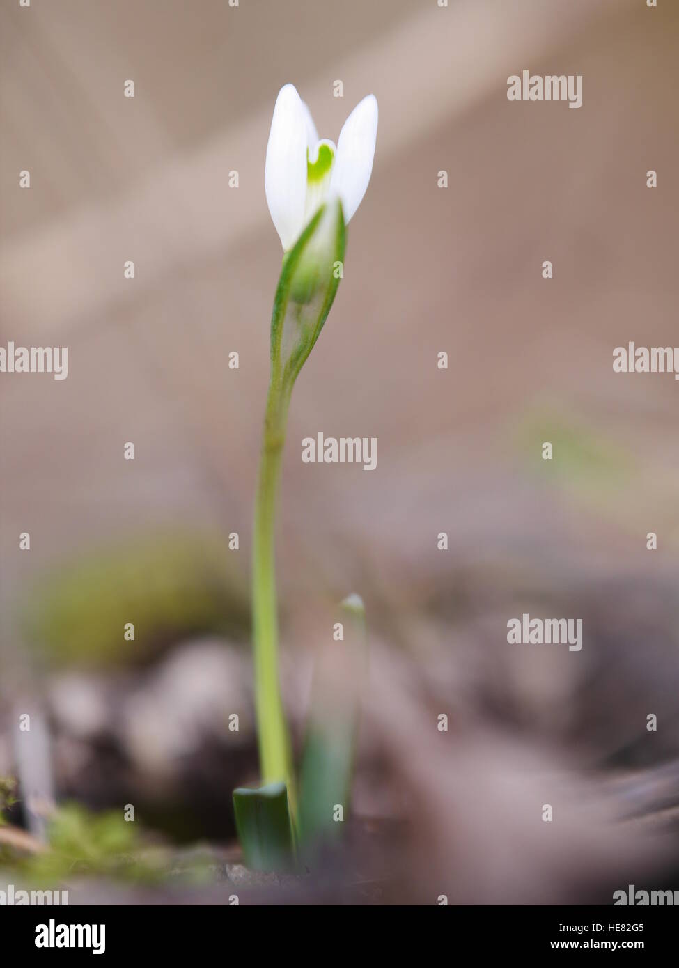 Snowdrop bed hi-res stock photography and images - Alamy