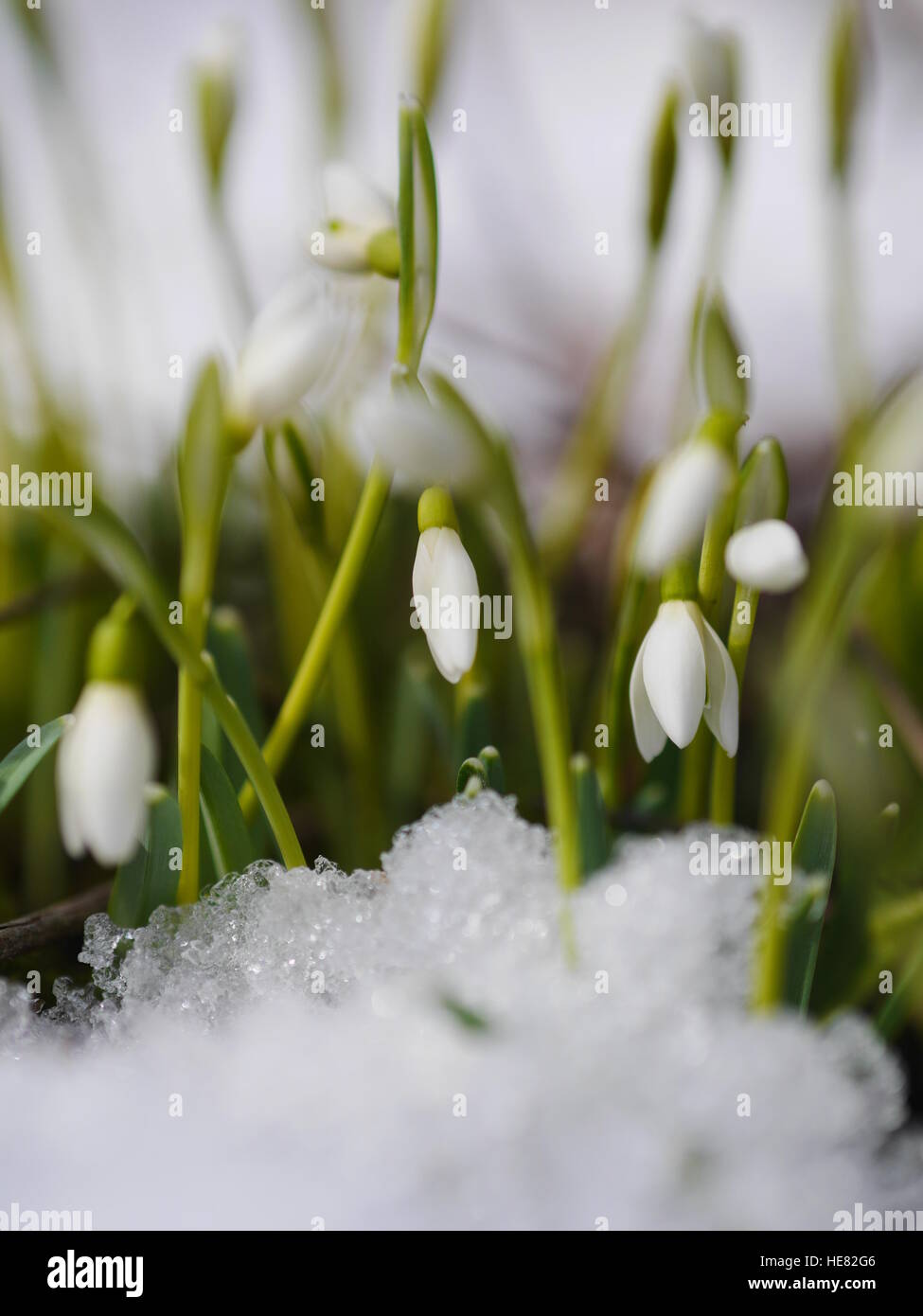 Flower growing snow hi-res stock photography and images - Alamy